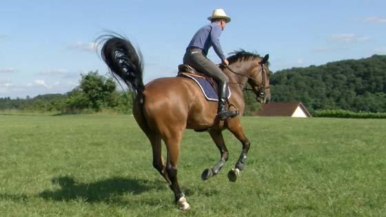 Améliorer la position du cavalier grâce à la méthode Alexander | Horse ...