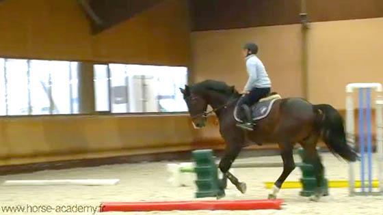 Le leçon de Téoline 2 : Conduite sur un tracé précis | Horse Academy