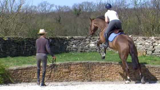 Position du cavalier et amélioration du fonctionnement chez le cheval ...