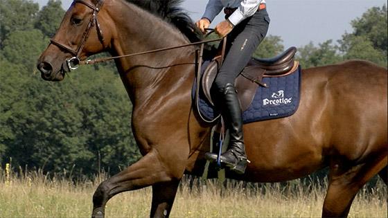 Position des pieds du cavalier et harmonie avec le cheval | Horse Academy