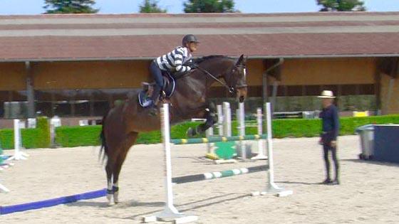 Rectitude du cheval sur une ligne d’obstacles | Horse Academy