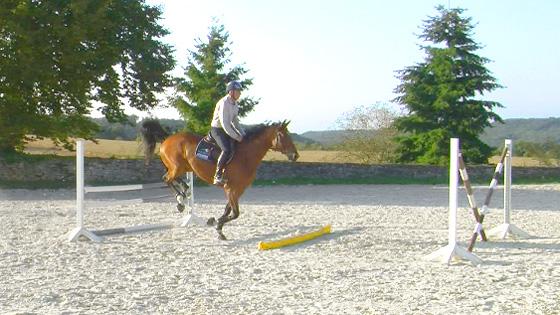 Ligne de gymnastique pour le cheval et le cavalier | Horse Academy